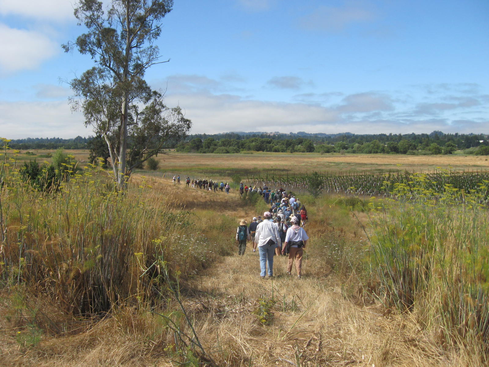 Sebastopol Walks - City of Sebastopol, California